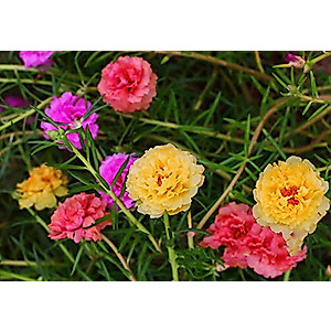 hua xian zi,Moss Rose (Portulaca Grandiflora) Mixed Colors 10000+ Fresh Seeds