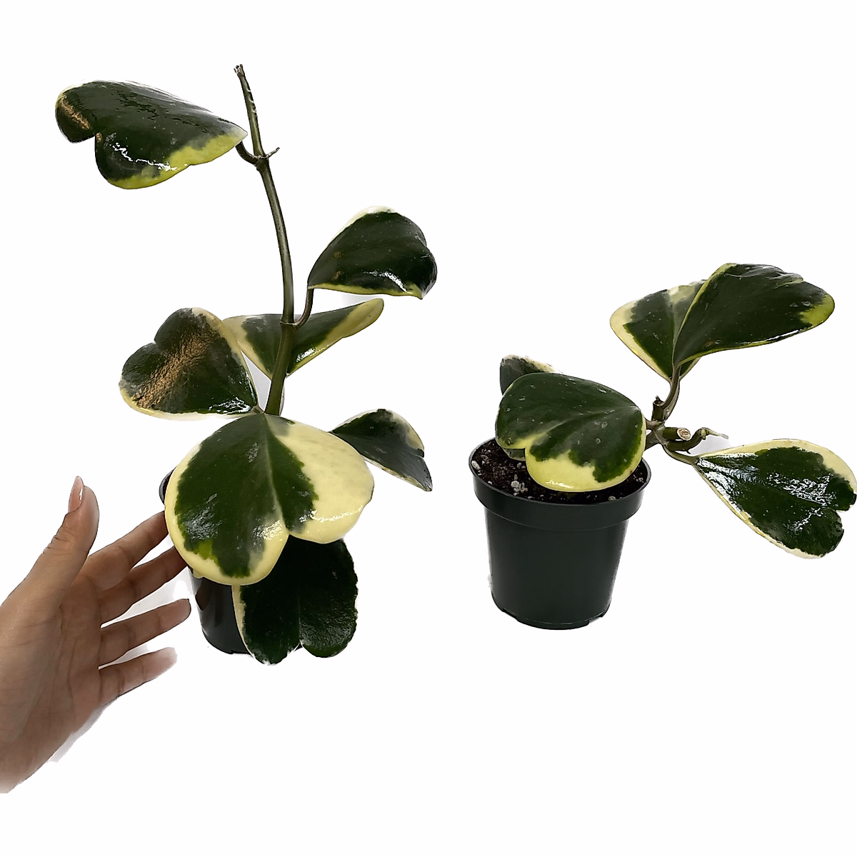 Variegated Hoya Kerrii - Hoya Plants Live Houseplant - Live Hoya Plant - Outer Variegated Hoya Kerrii - Plant Gift - Air Purifying Plant (2-3 Leaves Plant, 4" Pot)