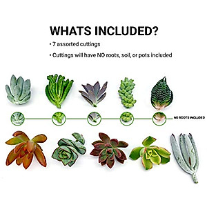 7 Live Succulent Cuttings, NO Roots on Plants, Succulents Plants Live, Great for Terrariums, Mini Garden Starter Plants by The Succulent Cult