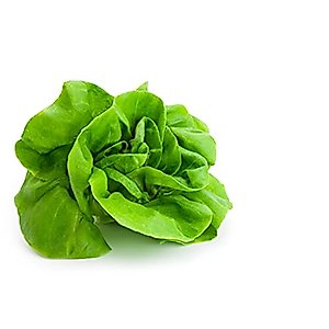 1000+ Tom Thumb Heirloom Lettuce Seeds - Non-GMO USA Grown - Miniature 5" Heads Butterhead Bibb Type Lettuce - Grows Indoors or Outdoors with Soil or Hydroponics