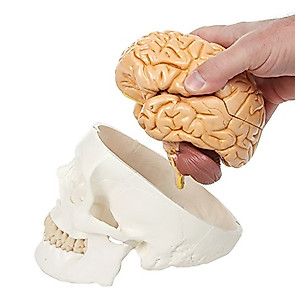 3-Part Human Skull Model, Removable 8-Part Brain, Anatomically Correct Brain Model for Neuroscience, Life Size Plastic Skull Mold from Real Skull, Detailed Product Manual, Made by Axis Scientific