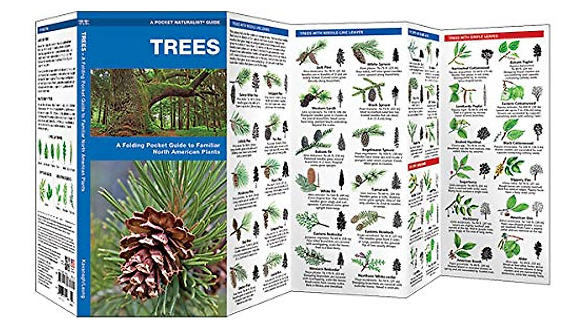 Explore North American Trees: Pocket Guide for Nature Lovers