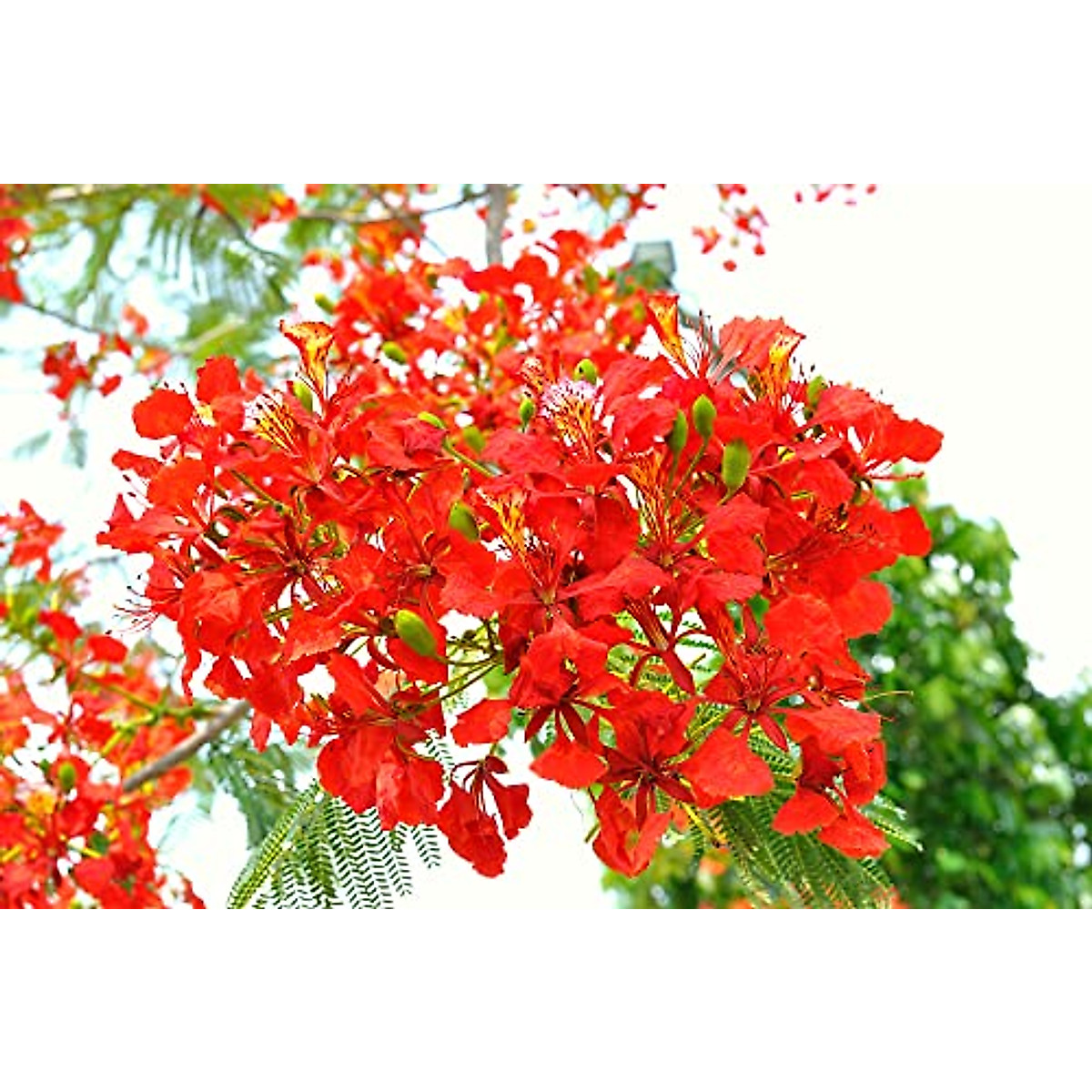 25 Seeds Delonix regia - Royal Poinciana Flamboyant Flame Tree