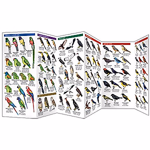 Panama Birds: A Folding Pocket Guide to Familiar Species (Nature Observation International)