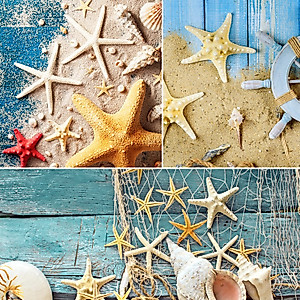 Jangostor 12 PCS Starfish 2-6 Inch Mixed Starfish Natural Seashells Starfish Star Fish Shells Decorations Perfect for Wedding Decor Beach Theme Party, Home Decorations, DIY Crafts, Fish Tank