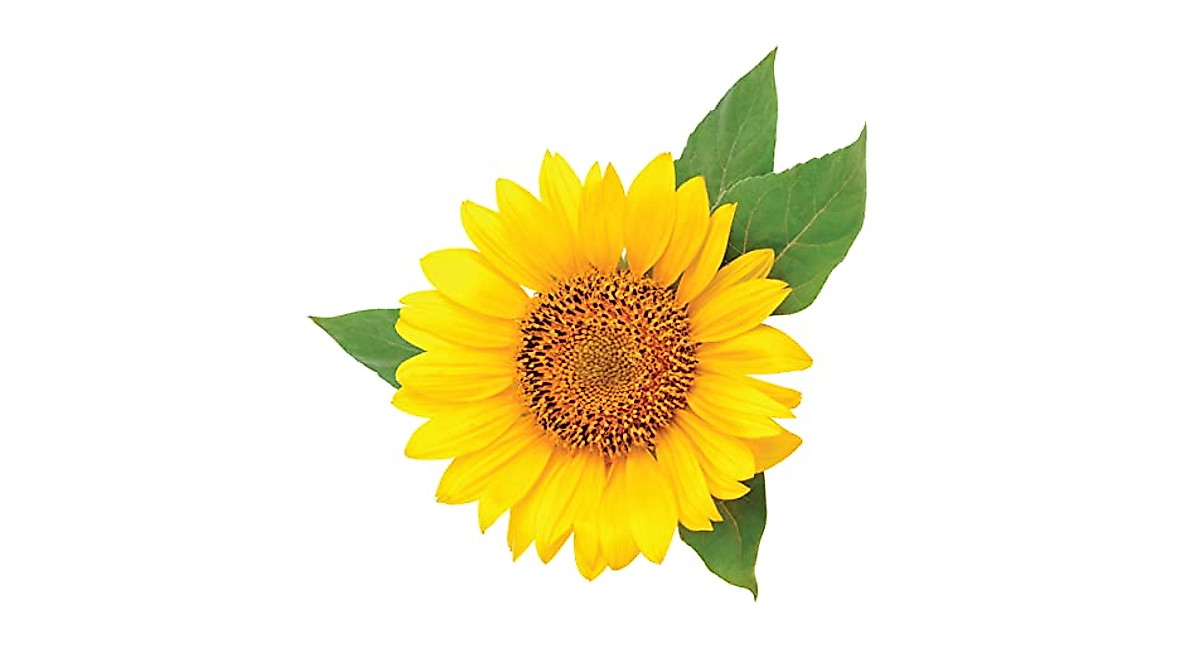 CHI ShineCare Smoothing Conditioner | Shine, Hydrate, Smooth