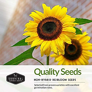Survival Garden Seeds Edible Sunflower Seed Vault - Gigantic Flowers with Delicious Seeds - Mammoth Sunflower and Oil-Rich Black Russian Sunflower - Non-GMO Heirloom Seeds for Planting & Growing
