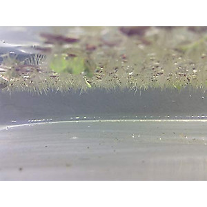 20+ Giant Duckweed, Spirodela polyrhiza, LiveFloating Plants for Pond/Aquarium