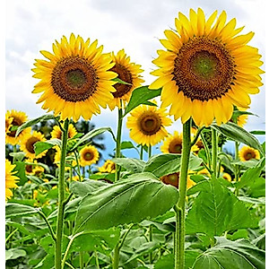 Mammoth Sunflower Seeds for Planting - Grow Giant Sun Flowers in Your Garden - 50 Non GMO Heirloom Seeds - Full Planting Instructions for Easy Grow - Great Gardening Gifts (1 Packet)
