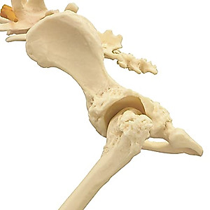 GPI Anatomicals - Canine Pelvis Model, Normal and Osteoarthritic Hip Joint Bones for Anatomy and Physiology Education, Anatomy Model for Veterinarian’s Offices and Classrooms, Medical Study Supplies