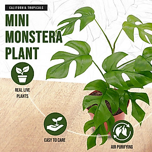 California Tropicals Tetrasperma - The Rare Mini Monstera Plant, Live 6" Indoor & Outdoor Houseplant, Easy Care & Purifying Air for Tiny Homes & Office Interior Garden