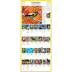 Audubon Songbirds and Other Backyard Birds Picture-A-Day Wall Calendar 2022: Your Daily Sighting of Songsters that Bring Color, Joy, and Sweet Melodies.