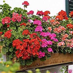 Outsidepride Geranium Garden Flower Seed Plant Mix for Containers, Baskets, Beds, & Window Boxes - 100 Seeds