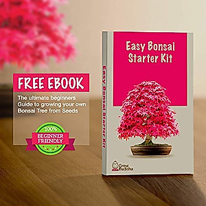 Grow Your Own Bonsai kit | Tree Plants & Seeds | Crafts Hobby Kits | Easily Grow 4 Types of Bonsai Trees with Our Complete Beginner Friendly Kit | Christmas Gift Ideas for Plant Lovers