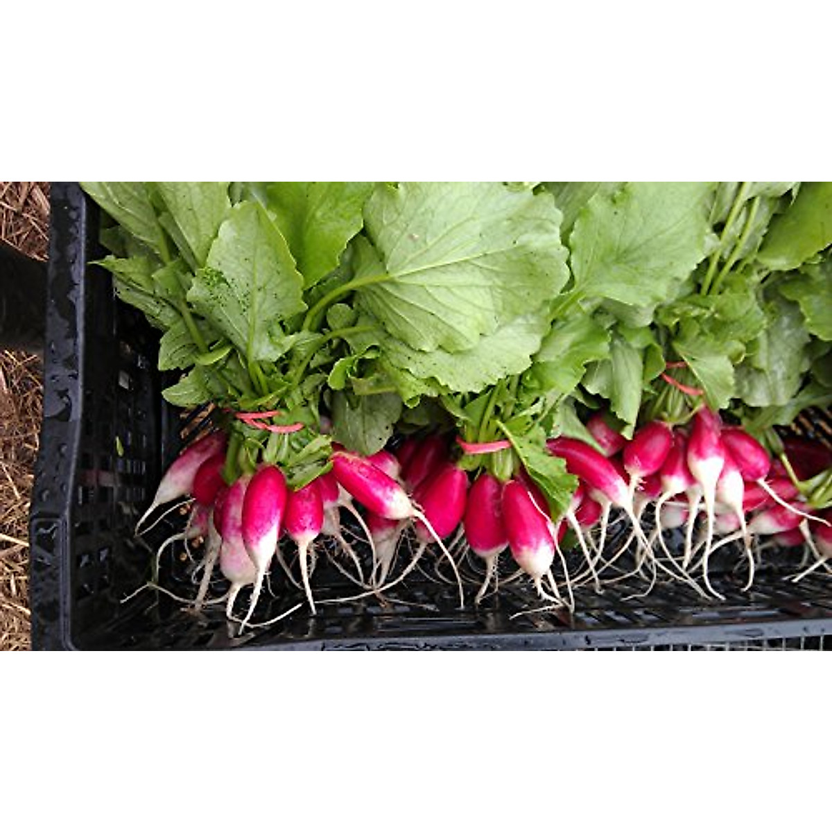 600 French Breakfast Radish Seeds Heirloom Non GMO Garden Vegetable Bulk Survival