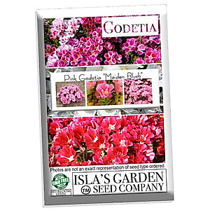 "Maiden Blush" Pink Godetia Flower Seeds for Planting, 1500+ Flower Seeds Per Packet, (Isla's Garden Seeds), Non GMO & Heirloom Seeds, Scientific Name: Clarkia Amoena, Great Home Flower Garden Gift