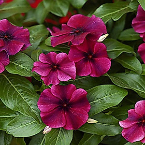 Outsidepride Periwinkle Vinca Black Cherry Garden Flowers & Ground Cover Plants - 50 Seeds