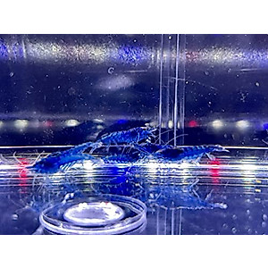 Blue Dream Shrimps Live Freshwater Shrimp Aquarium Neocaridina Inverts RCS (10 Shrimps (+2))