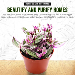 California Tropicals Pink Tradescantia - Rare Nanouk - Live Houseplant Potted in Soil with Rooted Leaves - Easy Care Indoor Outdoor Plant, Mini Tiny Tropical Plant Garden, 6 inch Pot