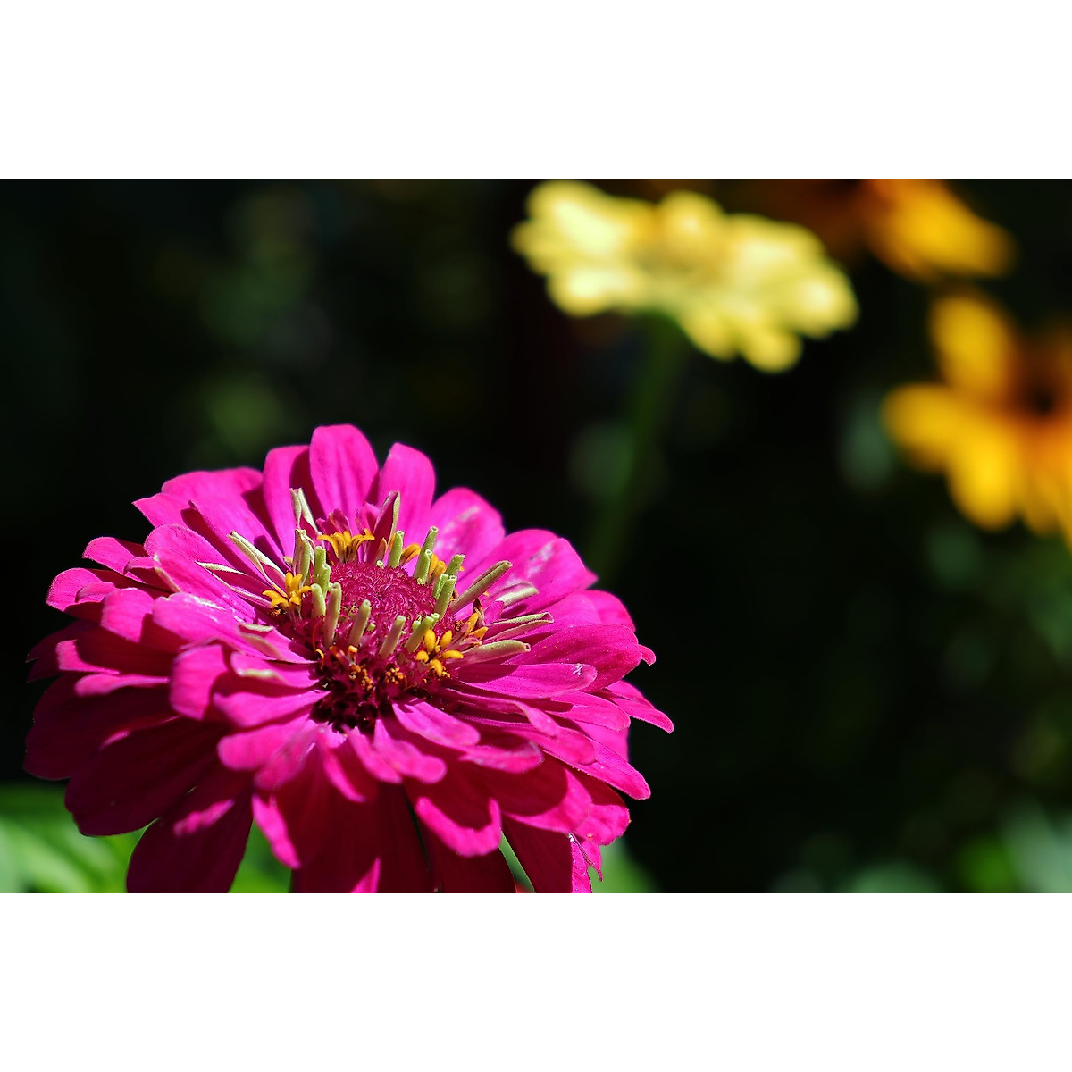 250 California Giants Zinnia Seeds for Planting - Heirloom Non-GMO USA Grown Premium Flower Seeds - Mix of Red, Orange, Yellow, White, Pink, and Purple Flowers - Attracts Butterflies by RDR Seeds