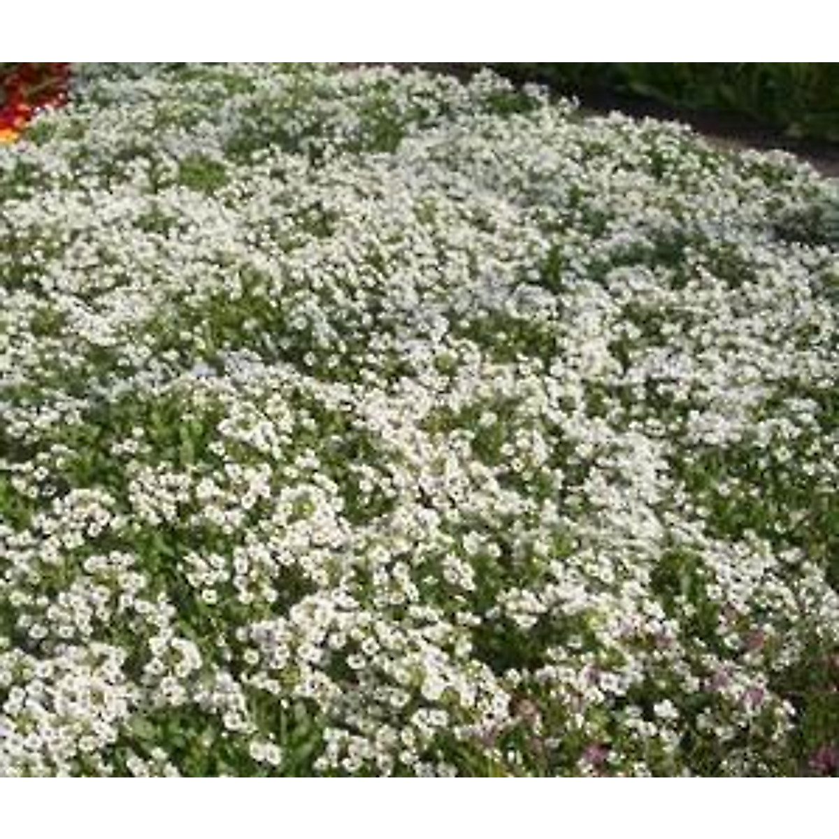 Alyssum Carpet of Snow Nice Garden Flower by Seed Kingdom Bulk 40,000 Seeds