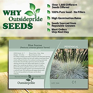 Outsidepride Perennial, Low Growing, Drought Tolerant, Blue Fescue Ornamental Grass - 5000 Seeds