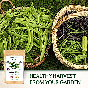 Bean Seeds 4 Variety Pack - Non GMO, Heirloom Seeds for Planting Indoor, Outdoor, and Hydroponic Vegetable Garden - 100% USA Grown - Including Royal Burgundy, Henderson Lima, Shell Pinto, Golden Wax