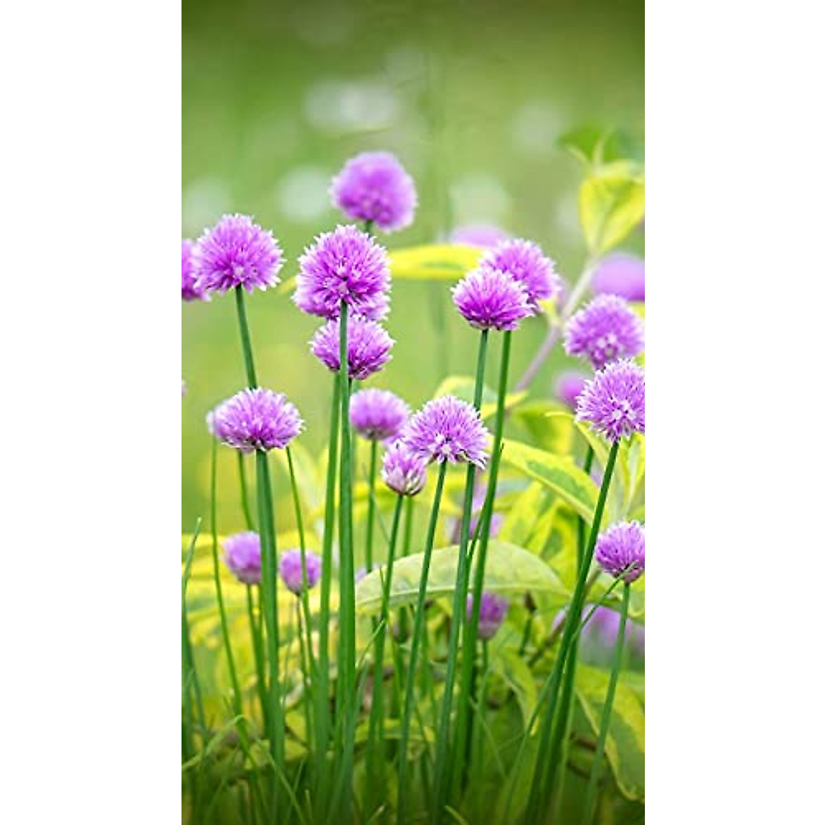 Chives Allium Schoenoprasum Wild Onion Wild Garlic Herb Garden Seeds for Planting About 100 Seeds