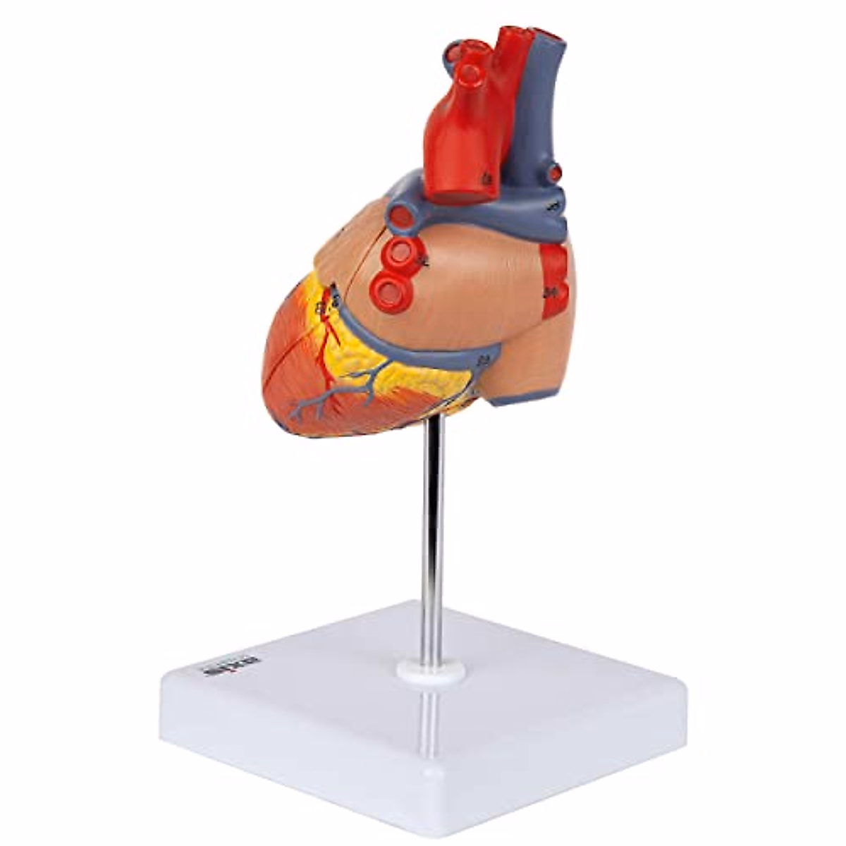 Axis Scientific Heart Model, 2-Part Deluxe Life Size Human Heart Anatomical Replica, 34 Anatomical Structures, 3D Heart Model Anatomy, Magnetic Design, Mounted Display Base, Detailed Product Manual