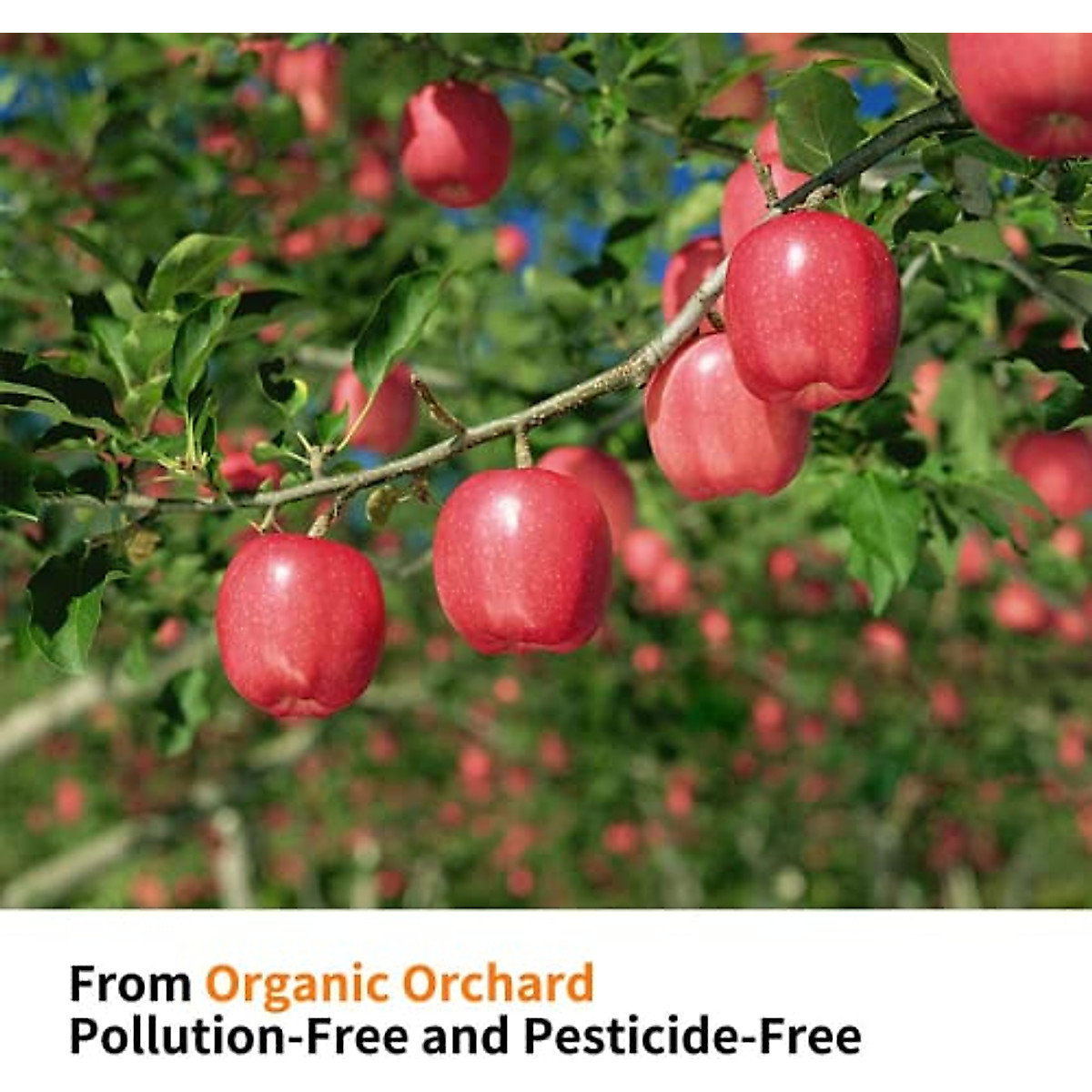 XLpeixin Bird Playground Parrot Playstand Birds Play Stand Wood Exercise Perch Gym Stand Hanging Swing Toys for Small Medium Parakeets Canaries Cockatiels Lovebirds and More…