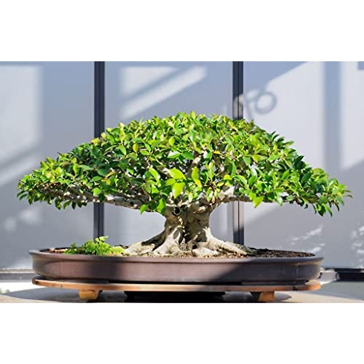 100 Pcs Banyan Seeds Bonsai Tree Seeds Indoor and Outdoor Bonsai Seed for Home Yard Garden Decor Easy to Grow