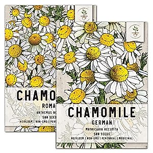 Seed Needs, Chamomile Seed Packet Collection (Roman/German Chamomile Seeds for Planting) Heirloom, Non-GMO & Untreated