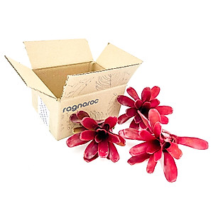 ragnaroc Live Plants - Bromeliad Neoregelia 'Fireball', Large 6" - 3ct - Live Arrival Guaranteed - House Plants for Home Decor & Gift