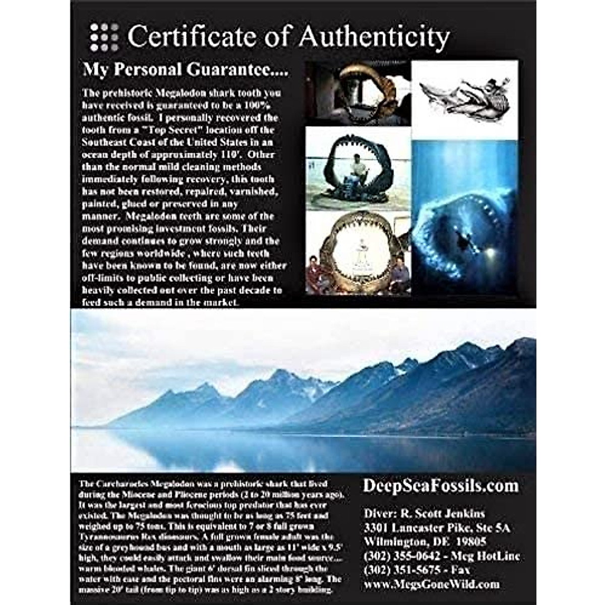 Deep Sea Fossils Exact Tooth - Genuine One-of-a-Kind Prehistoric Fossilized Megalodon Shark with a Custom 3D-Printed Stand and Glossy 8-1/2inches x 11inches Certificate of Authenticity (4.958inches)