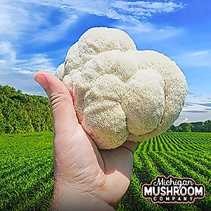 Grow Your Own Mushrooms Kit - Lion's Mane Mushroom - 5lb Indoor Grow Kit - Grow up to 4 Pounds