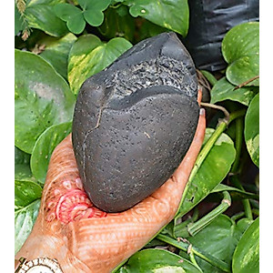 Shiva Lingam Shop Natural Shaligram, Religious Gifts, Sudarshan Saligram Stone, Sudershan Shaligram Gandaki River Nepal, Ritual Object Iconic Symbol of The God Vishnu from Nepal~I-4885