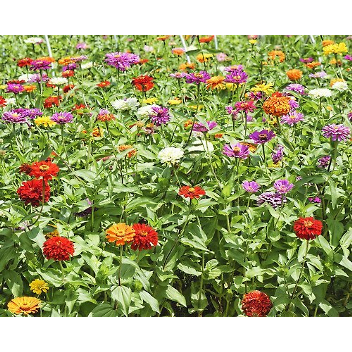Flower Seeds - Zinnia - California Giant Mix - Best Cut Flowers - Liliana's Garden