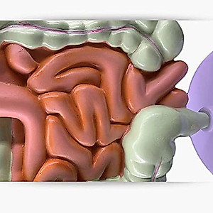 HEYBEC Model of Human Gastrointestinal Anatomy,Model of The Human System, Colon Disease Model, Structure of The Internal Organs for Teaching in Medical Displays
