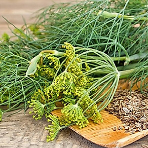 "Mammoth Long Island" Dill Seeds for Planting, 1500+ Seeds Per Packet, (Isla's Garden Seeds), Non GMO & Heirloom Seeds, Botanical Name: Anethum graveolens, Great Herb Garden Gift