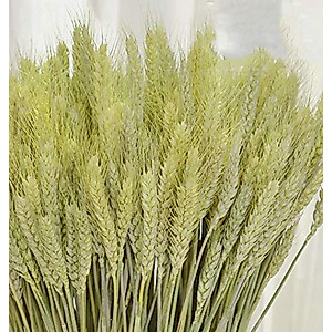 TooGet Dried Wheat Sheaves Stalks Bouquet Bundles, 100 Stems Natural Ear of Wheat Grain Flowers Dry Grass Bunch DIY Arrangements for Home Wedding Store Decorative