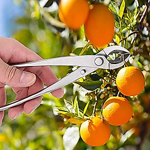 Knob Cutter Bonsai Cutter Oblique Pliers Composite Steel Cutter Concave Cutter Round Splitter Bonsai Scissors(205mm)