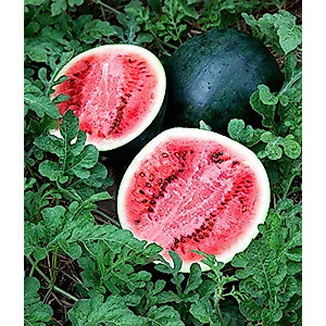 Gaea's Blessing Seeds - Sugar Baby Watermelon Seeds (3.0g) Non-GMO Seeds with Easy to Follow Planting Instructions - Heirloom 94% Germination Rate