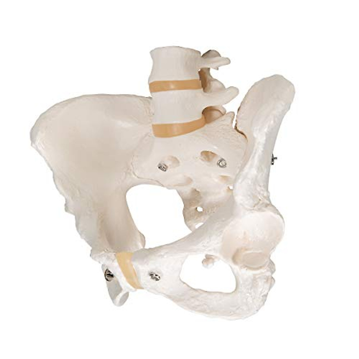 3B Scientific A61 Female Pelvic Skeleton - 3B Smart Anatomy