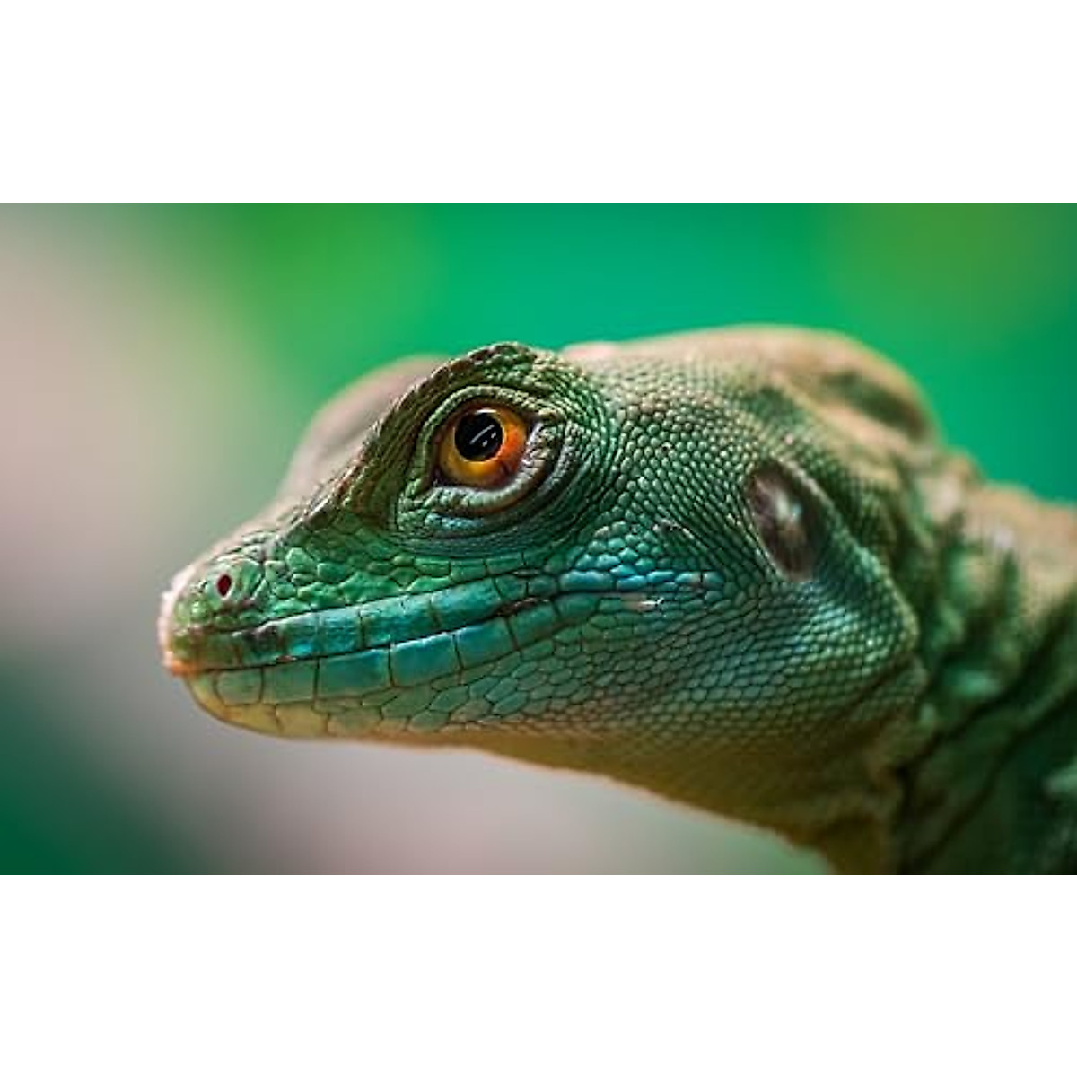 10x High Definition 2 Element Close-Up (Macro) Lens for Nikon, Canon, Sony, Panasonic, Fujifilm, Pentax & Olympus DSLR's (40.5mm)