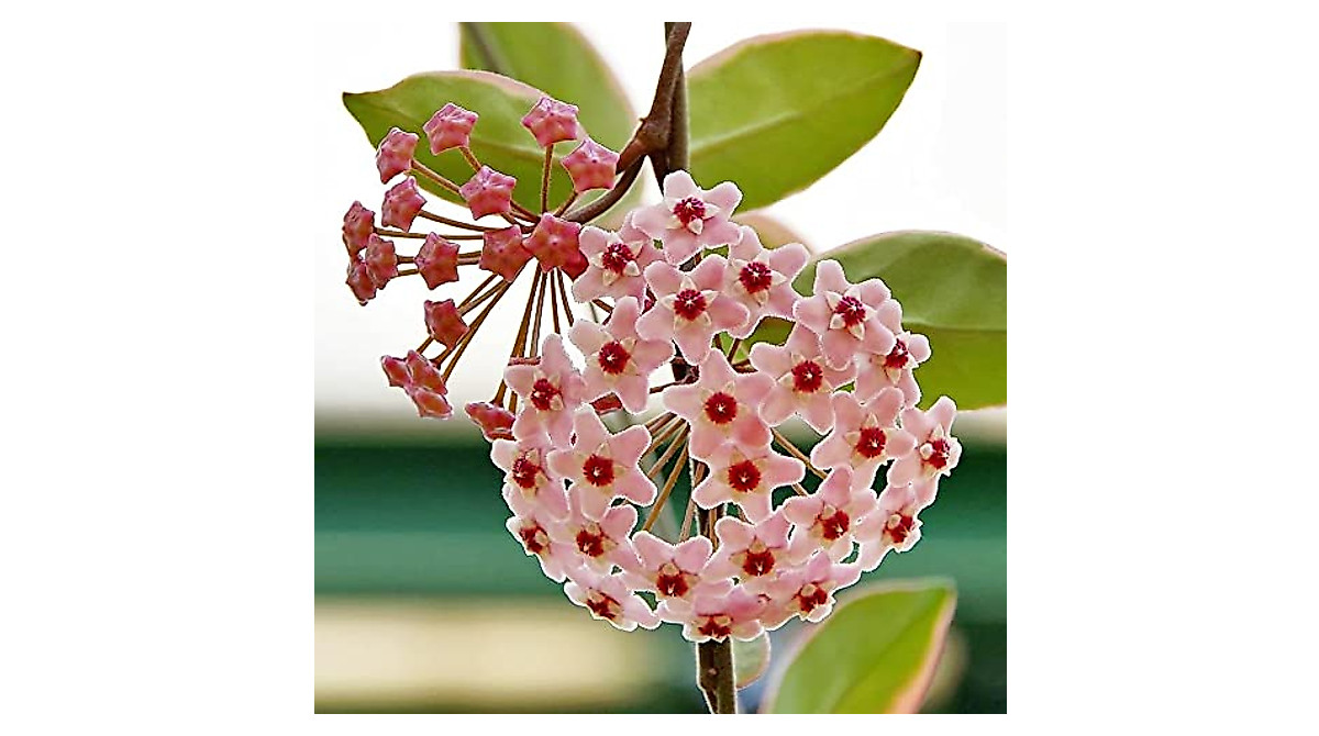 Hoya Carnosa Wax Plant Seeds: Easy Grow Fragrant Flowers