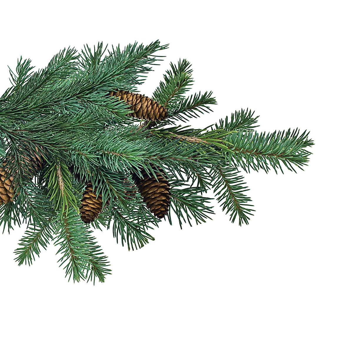 Jobe's, Fertilizer Spikes, Evergreen Tree, 15 Count, Slow Release, Cypress, Juniper, Magnolia