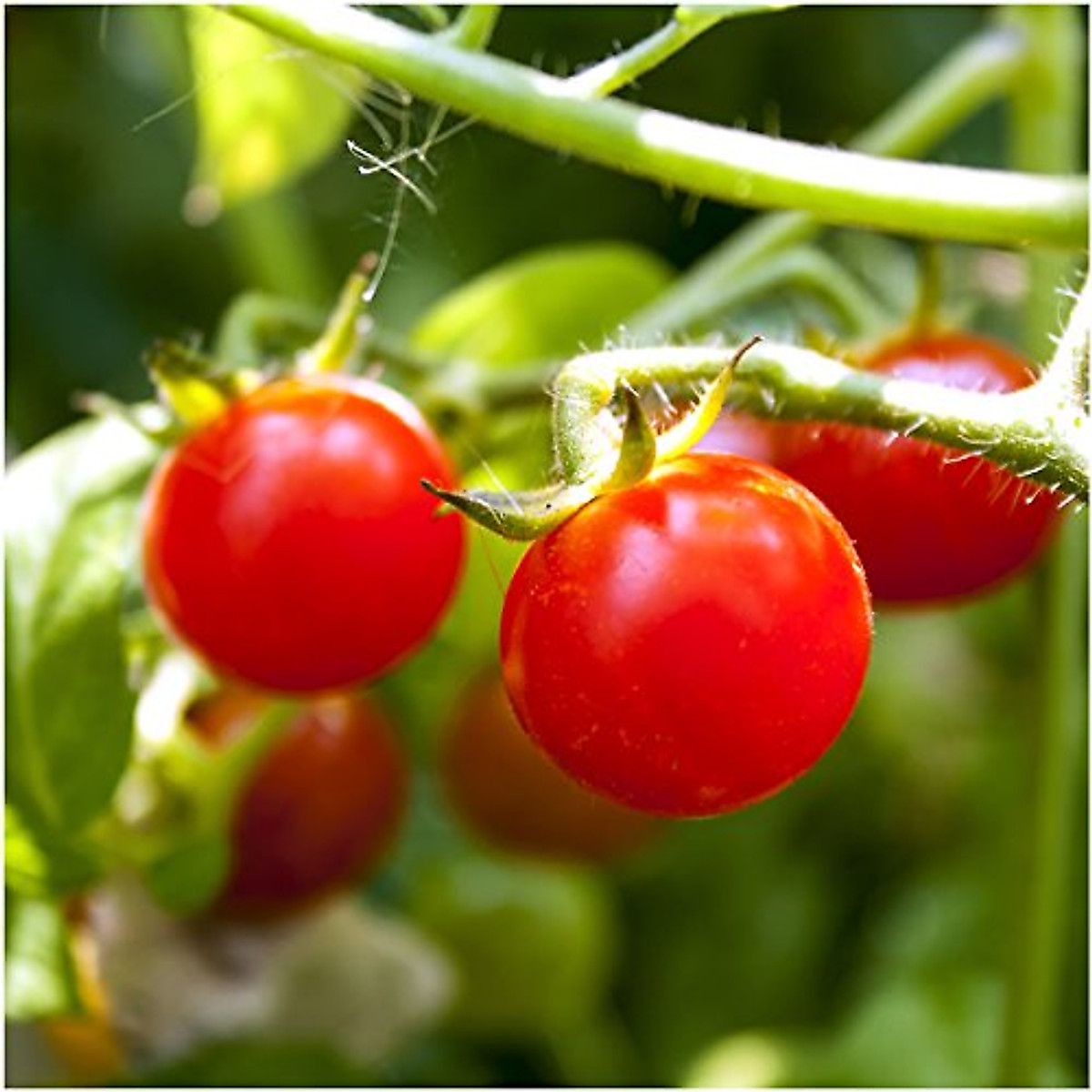 Seed Needs, Tiny Tim Miniature Tomato Seeds for Planting Indoors (Lycopersicon esculentum) Single Package of 80 Seeds - Heirloom, Non-GMO & Untreated
