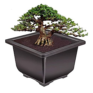 KINJOEK 15 PCS 5.1 Inch Plant Pot, Square Plastic Bonsai Training Pots, Flower Succulent Pots Container for Garden, Indoor, Home Decorative