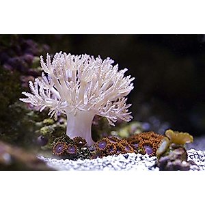 Generic Live Pulsing Xenia Coral Reef Saltwater Marine Aquatic
