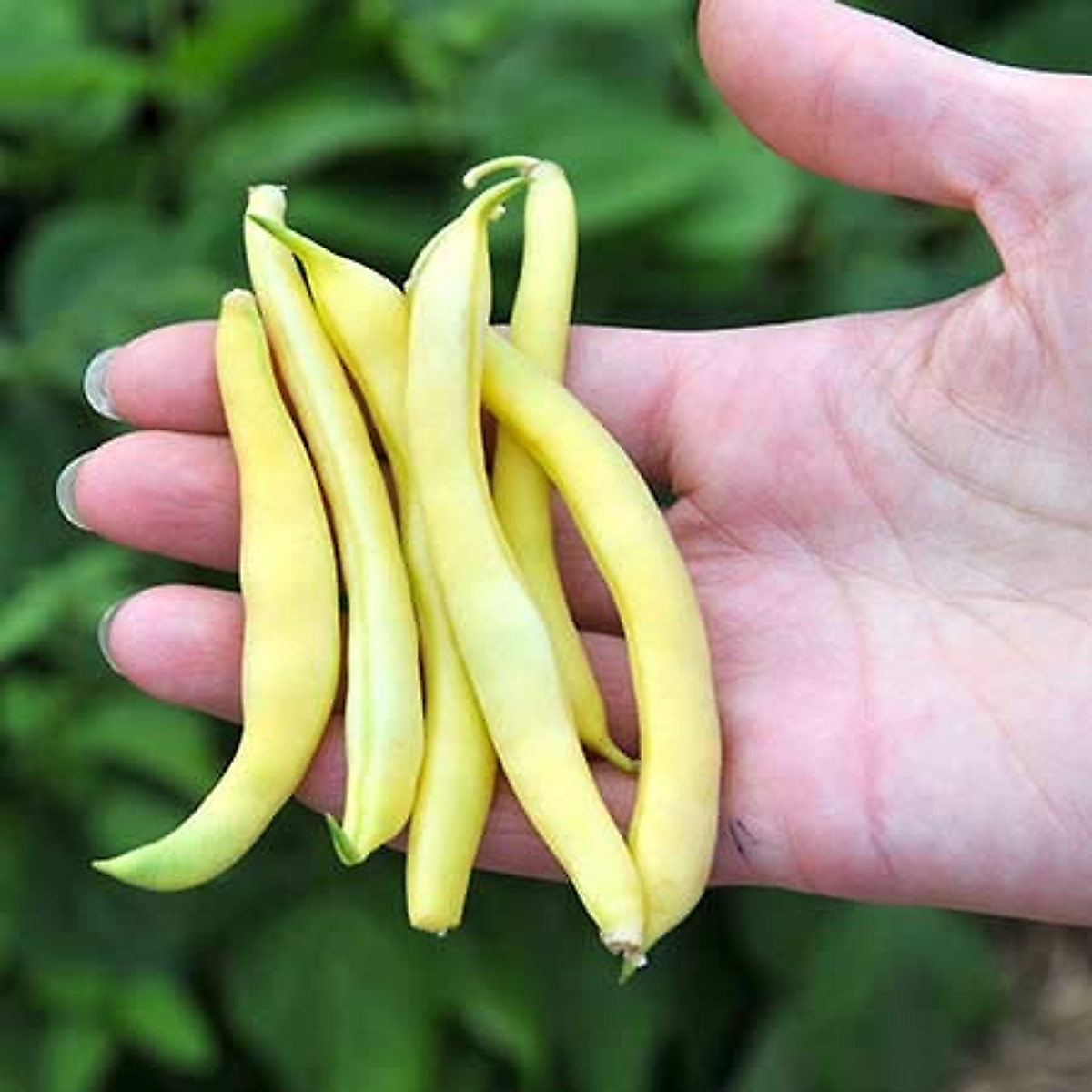 Golden Wax Bush Bean Plant Seeds, 50 Heirloom Seeds Per Packet, Non GMO Seeds, (Isla's Garden Seeds), Botanical Name: Phaseolus vulgaris, 85% Germination Rates